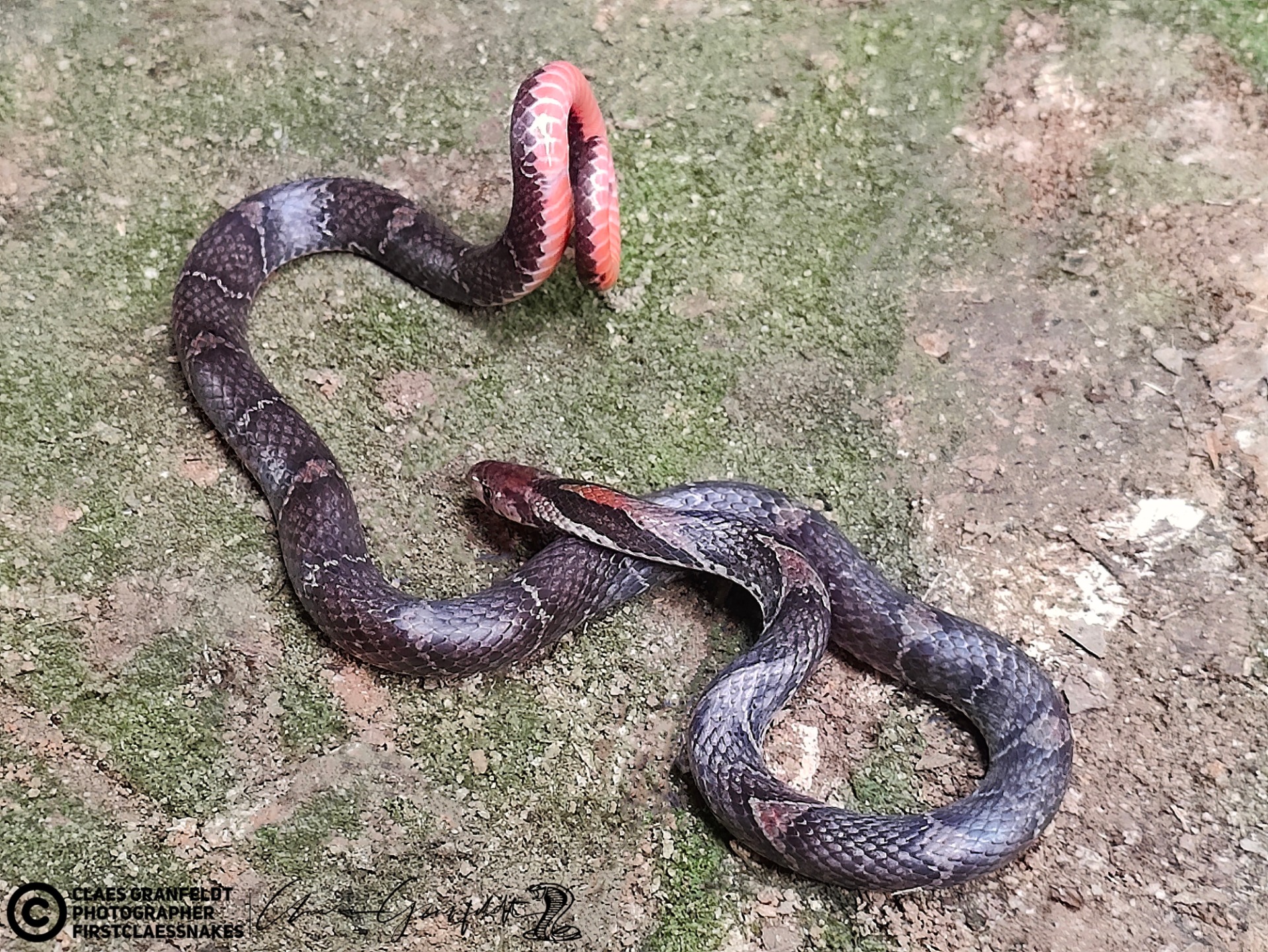 Barred Kukri Snake :: FirstClaesSnakes